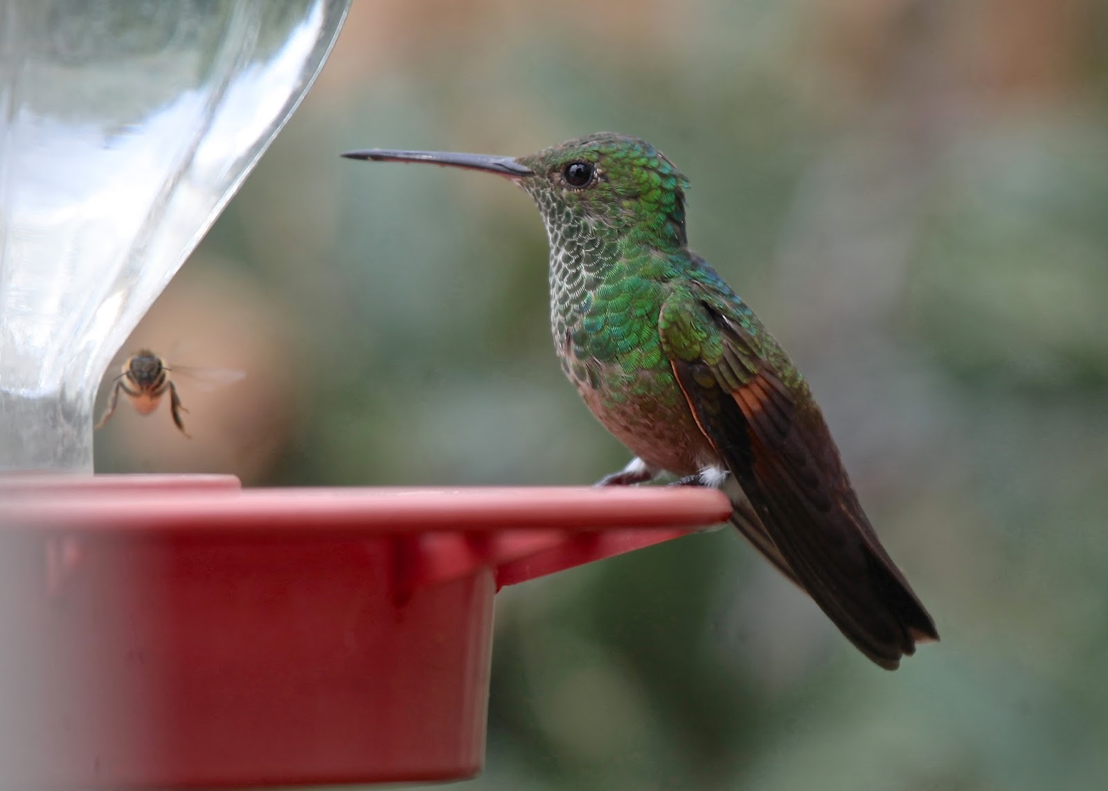 The Azure Gate: Hummingbirds of Southern Arizona: Berylline Hummingbird