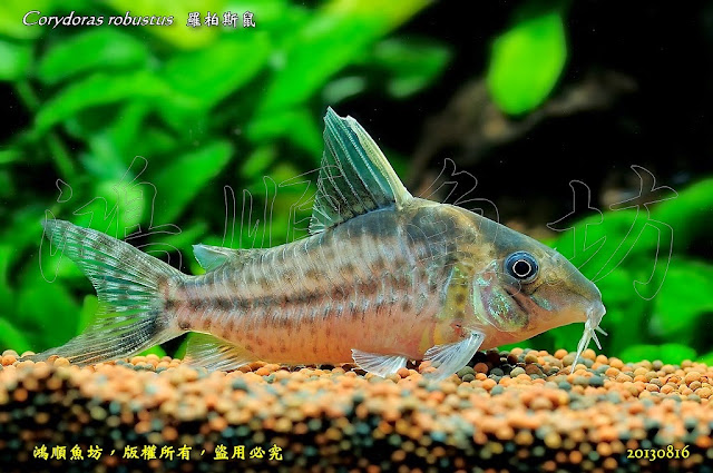 鴻順魚坊: Corydoras robustus 羅柏斯鼠