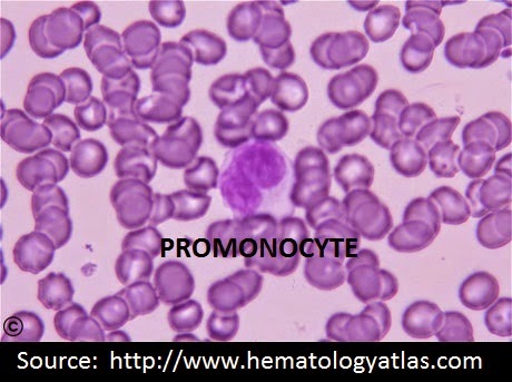 Lab Atlas: Promonocyte