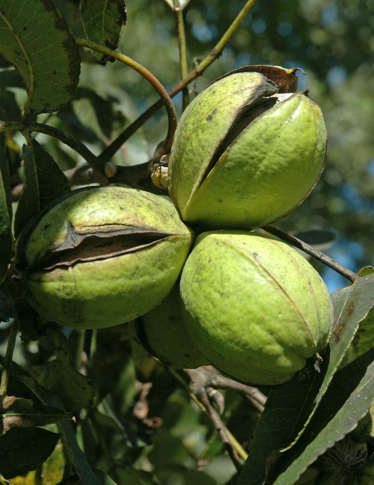 Northern Pecans: September 2017