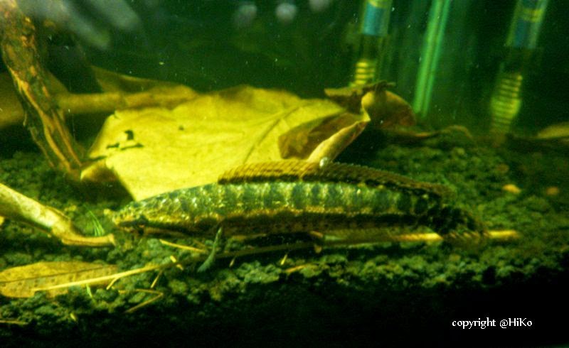 Mahamaya Hiko: Channa Bankanensis "Bangka snakehead" Profil dan cara ...