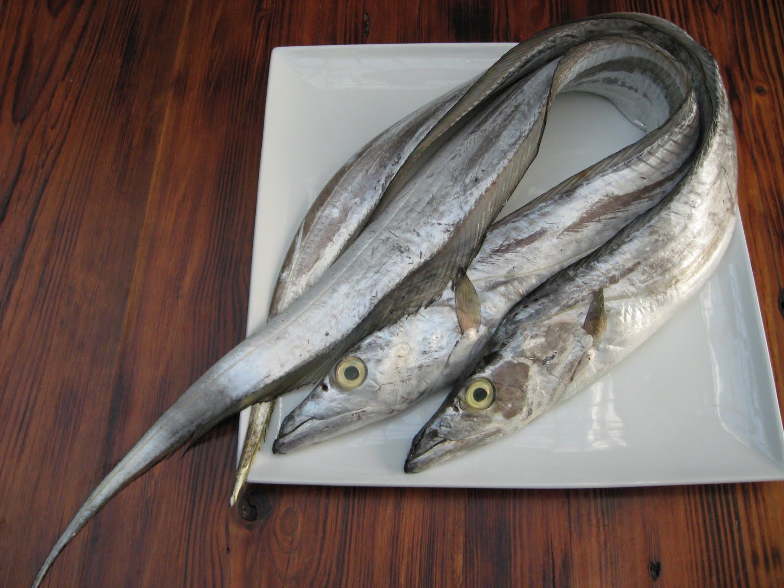 What Is Belt Fish at Ben Waterbury blog