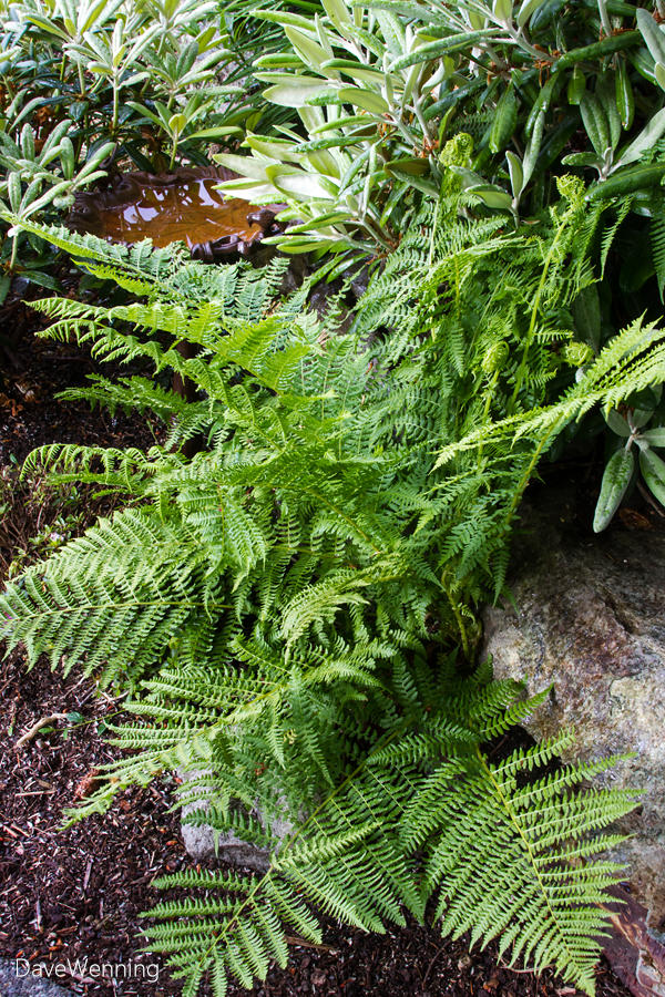 Native Plant Gardening: Ferns