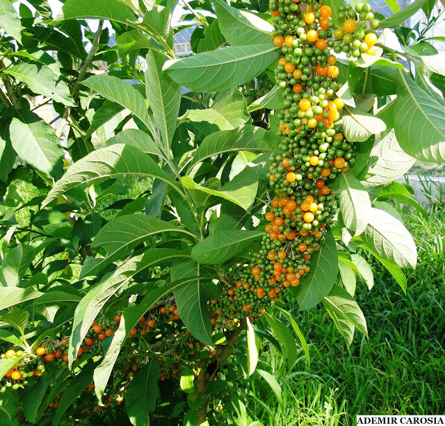 Jardim Tupiniquim: Fruta-do-Sabiá (Iochroma arborescens/Acnistus ...
