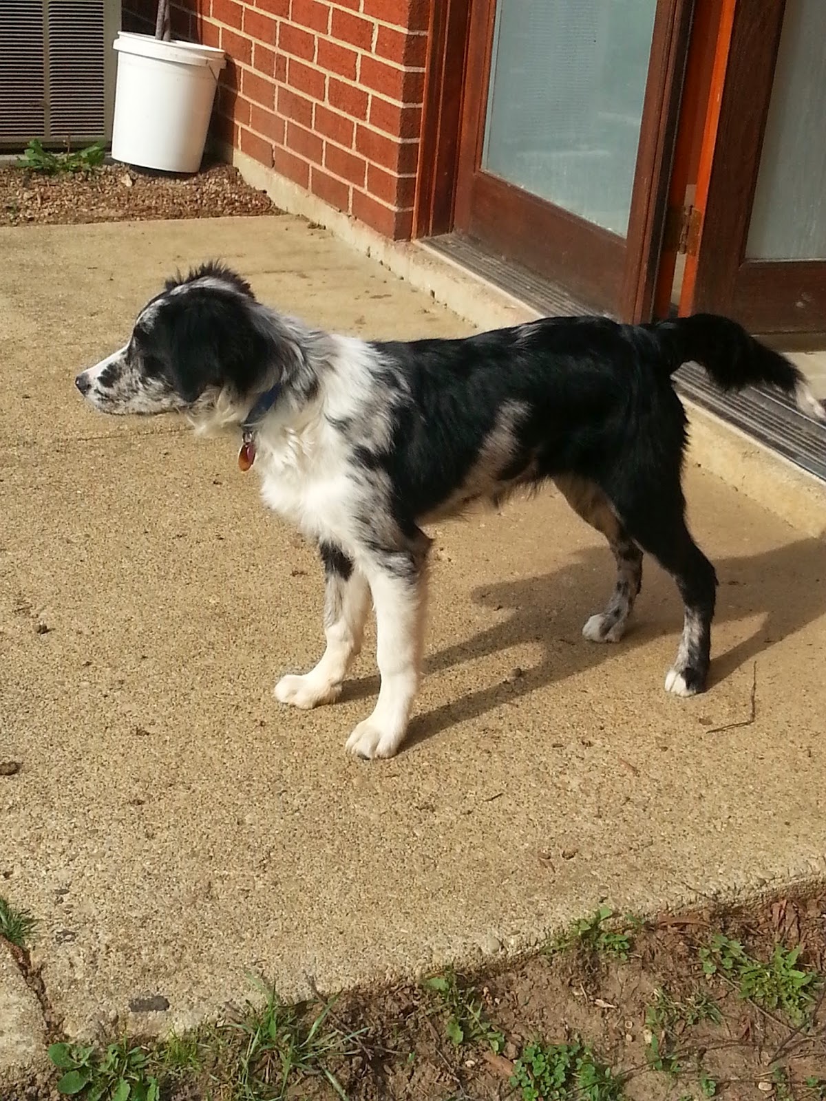 Raising Cinder, a Border Collie Puppy: Four Months a Grown Pup