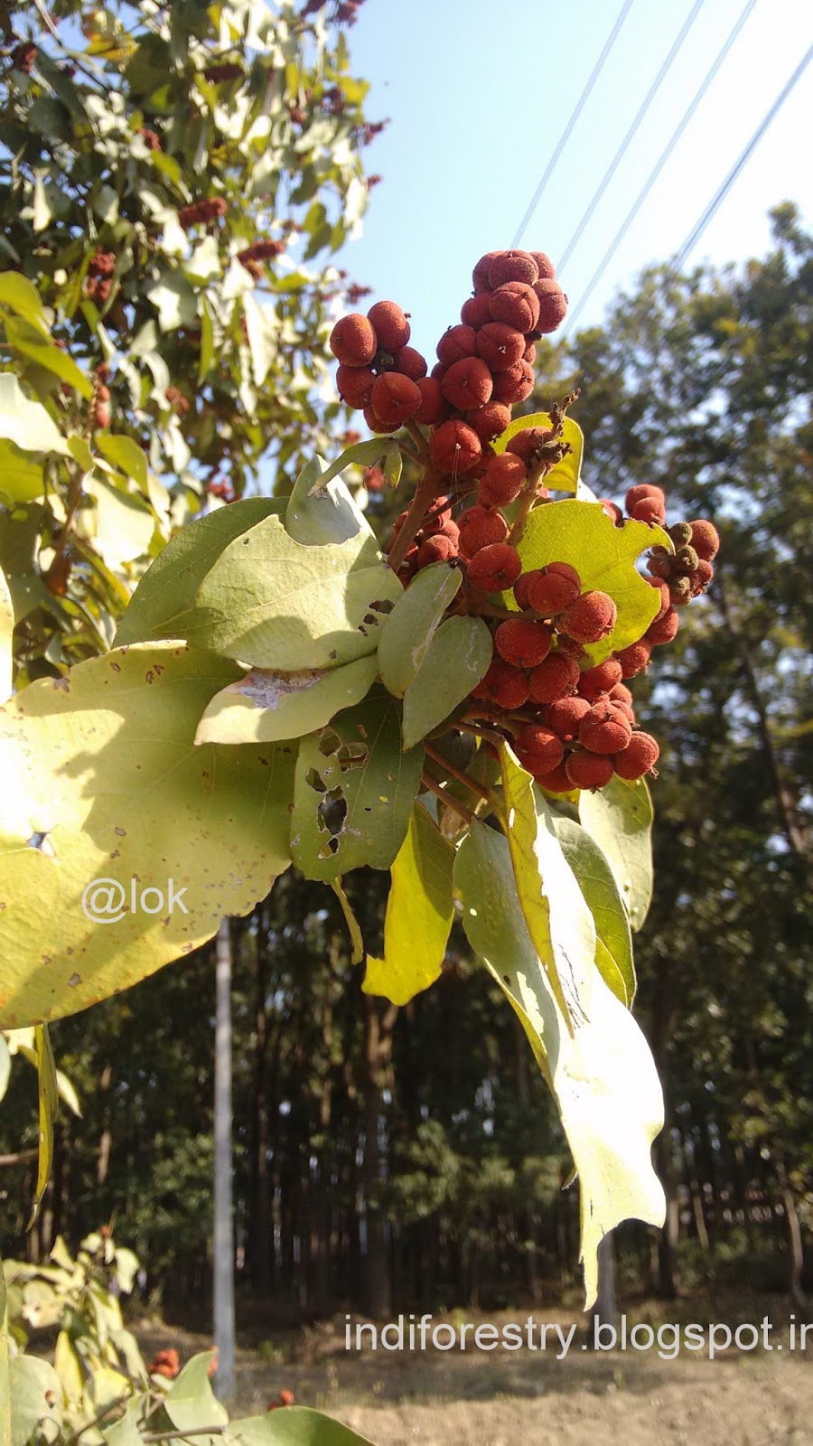 INDIAN FORESTRY: Mallotus philippensis (Kamala Tree) : Medicinal Uses ...