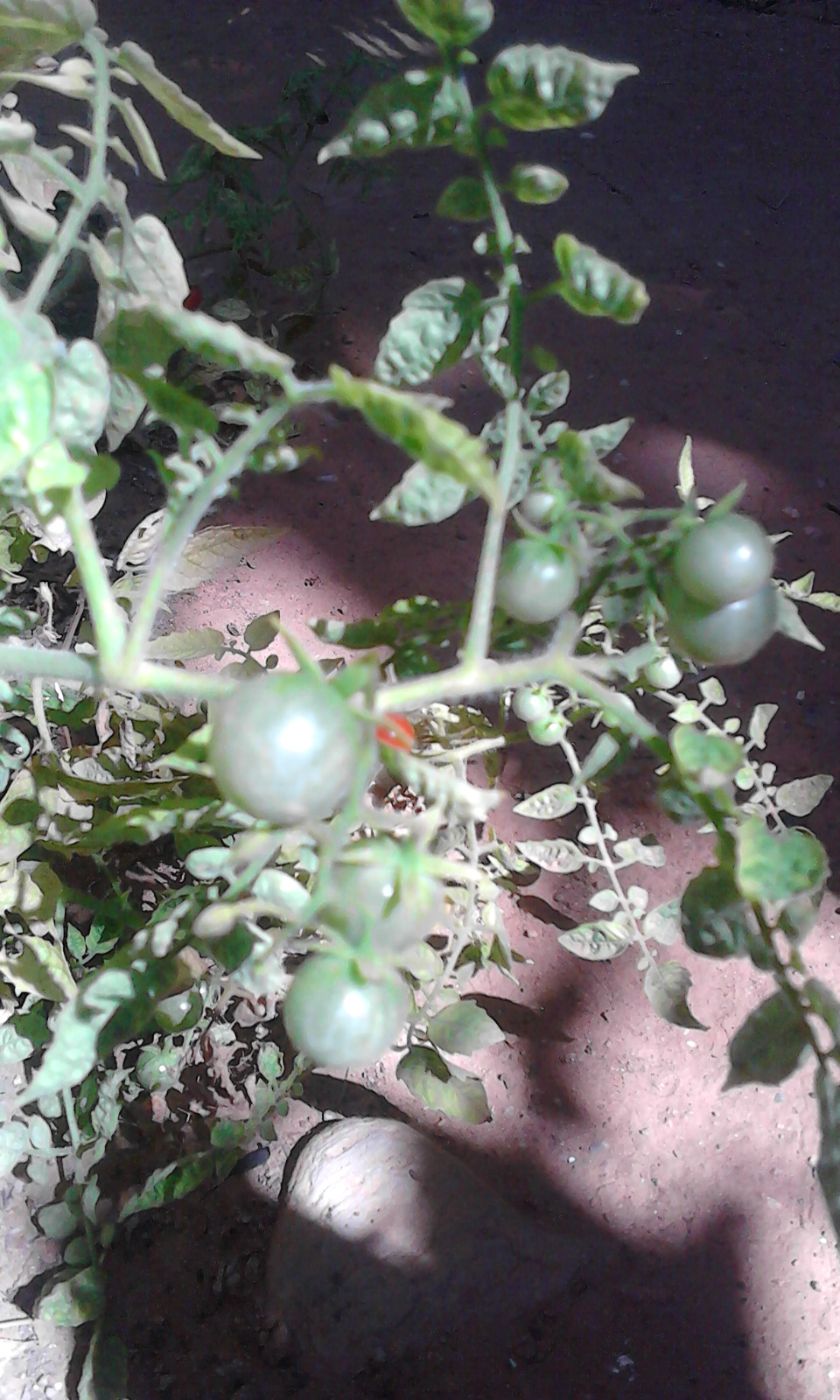 Tomate silvestre
