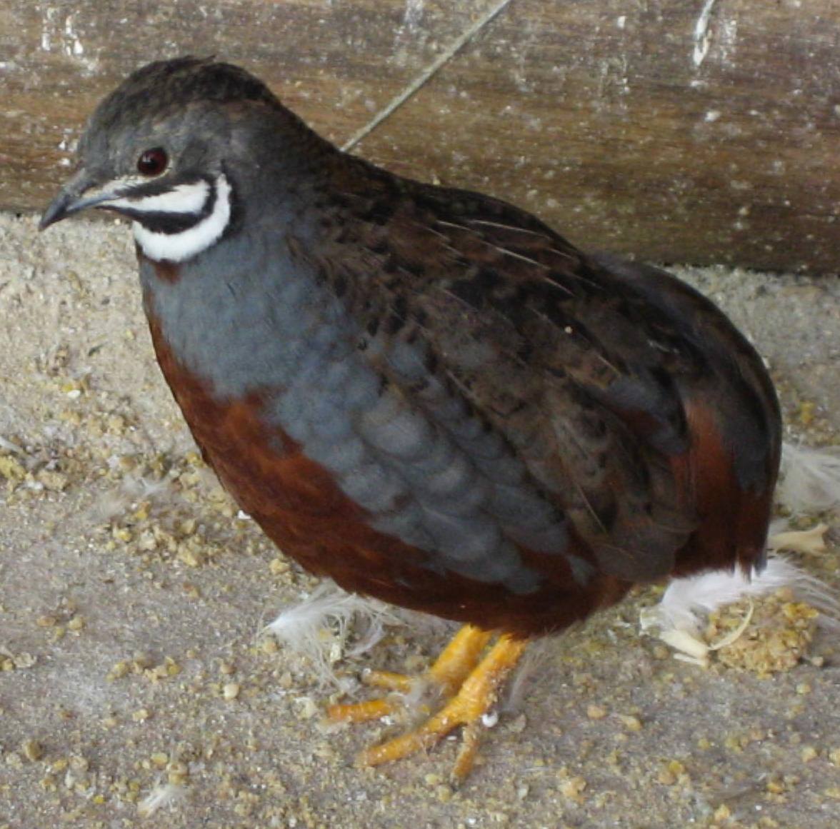 Criadouro Senador Firmino: Codornas
