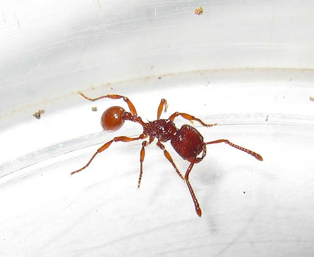 Photos and Info on Ants and Termites of Malaysia: Undocumented Species.