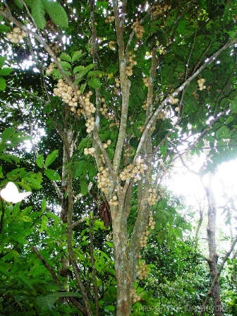 Land Of Flowers: Bunga Bunga Khas Indonesia