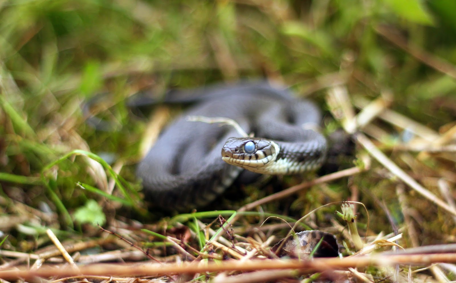 Field Herping UK: My First Grass Snake Photos!
