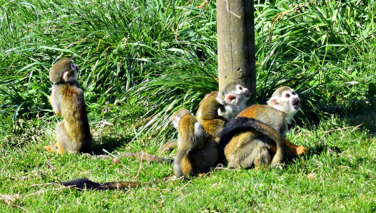 Tantrums To Smiles: Folly Farm Adventure Park and Zoo **REVIEW**