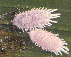 Rice insect pest in Bangladesh: Rice insect pest