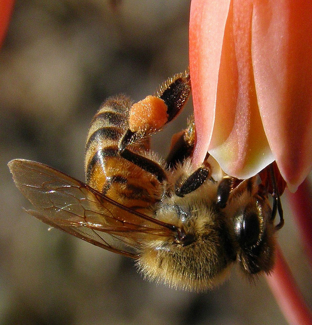 Arizona: Beetles, Bugs, Birds and more: Desert Bees