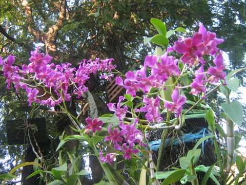 Cara Merawat Anggrek Dendrobium - Aneka Tanaman Hias (ATH)