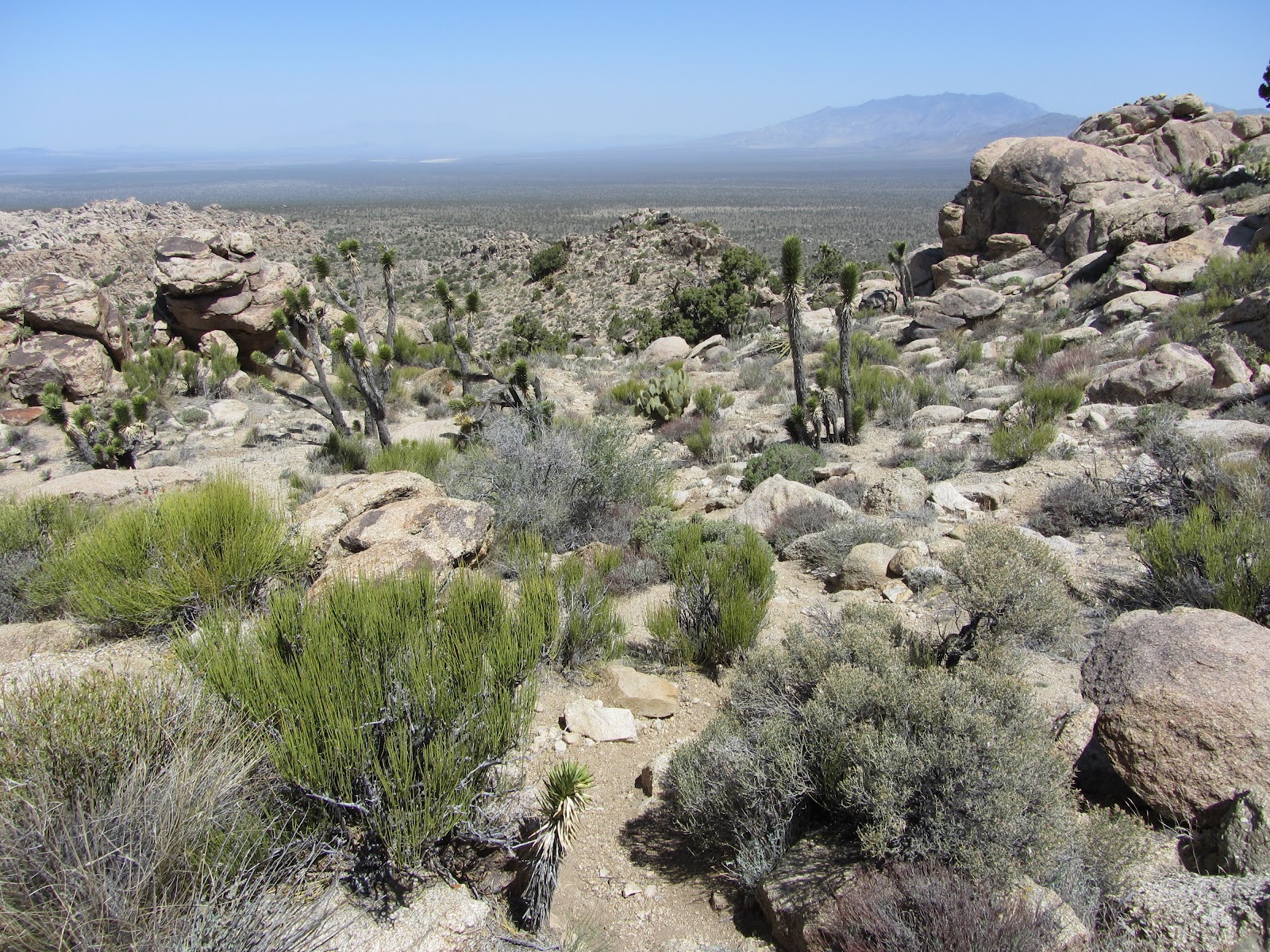We Be Trekkin: Teutonia Peak Trail- Cima, CA - 3 miles