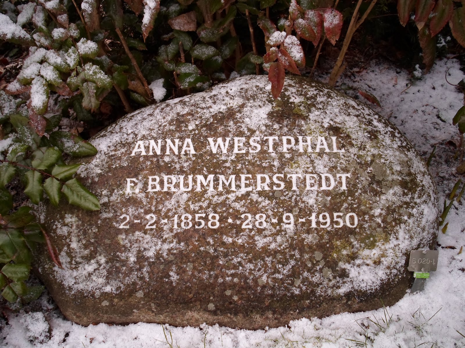 Anna Westphal (1858-1950) Dansk kunstmalerinde og apotekerfrue