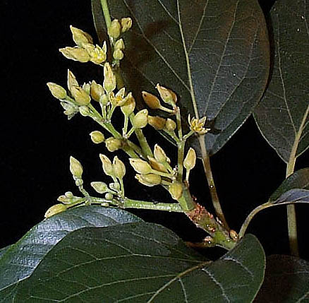 plantasbiologia: LA MARIHUANA Y EL AGUACATILLO.