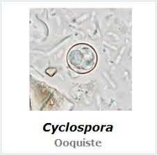 Cyclospora spp: