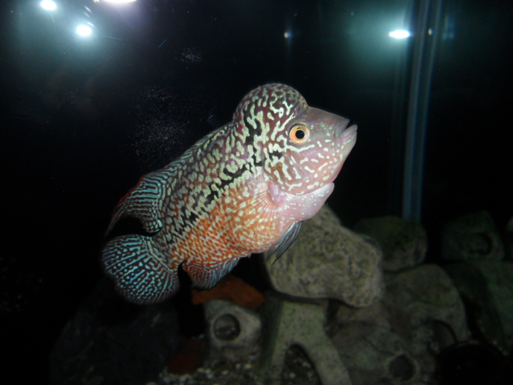 Flowerhorn The Hybrid Cichlids: King Kamfa from Lee