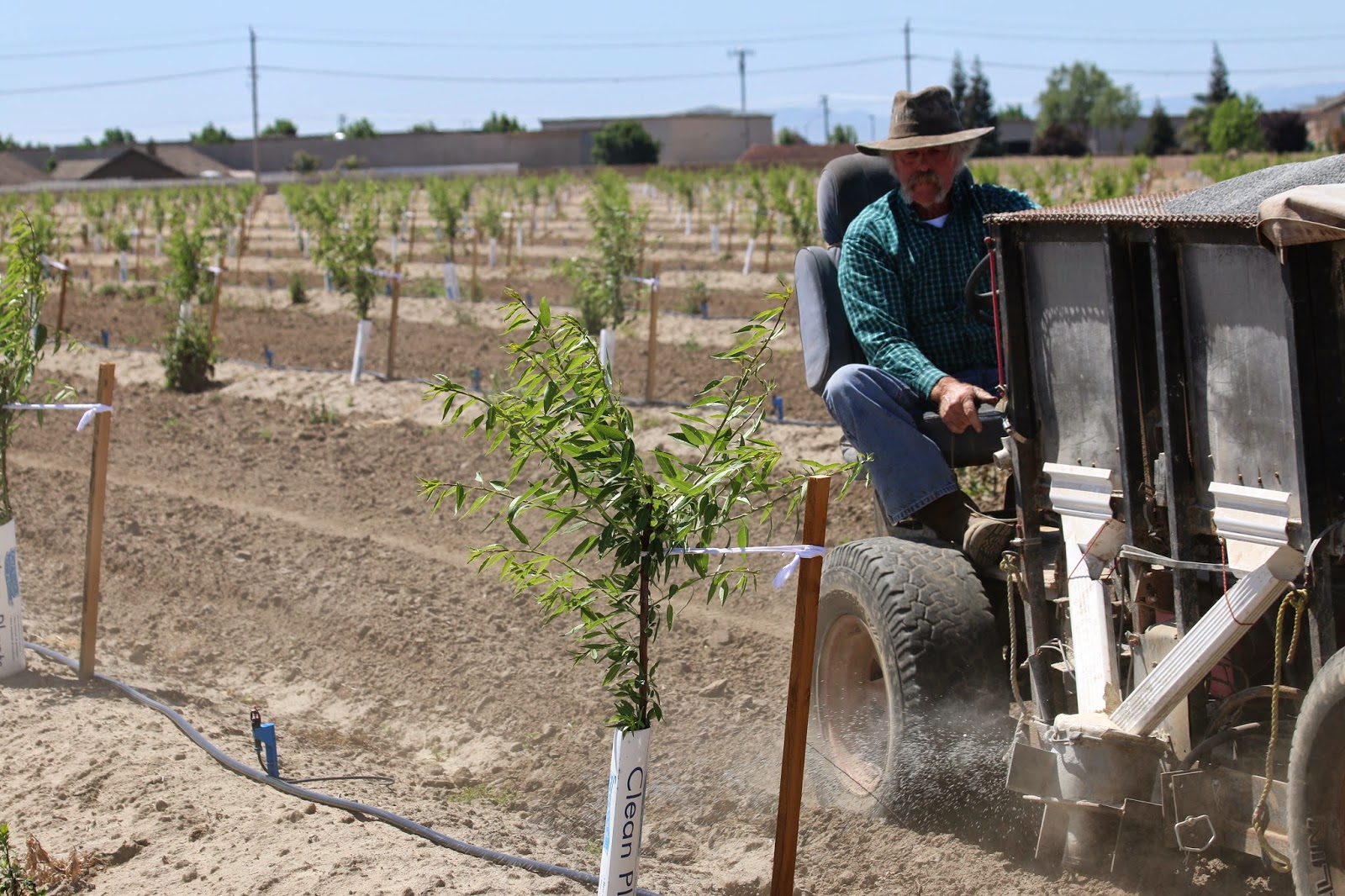 Observations of an Almond Farmer
