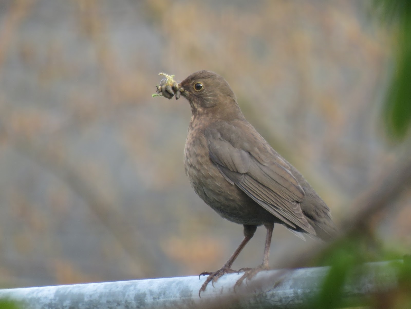 Mine naturfotos: Solsort hun i haven