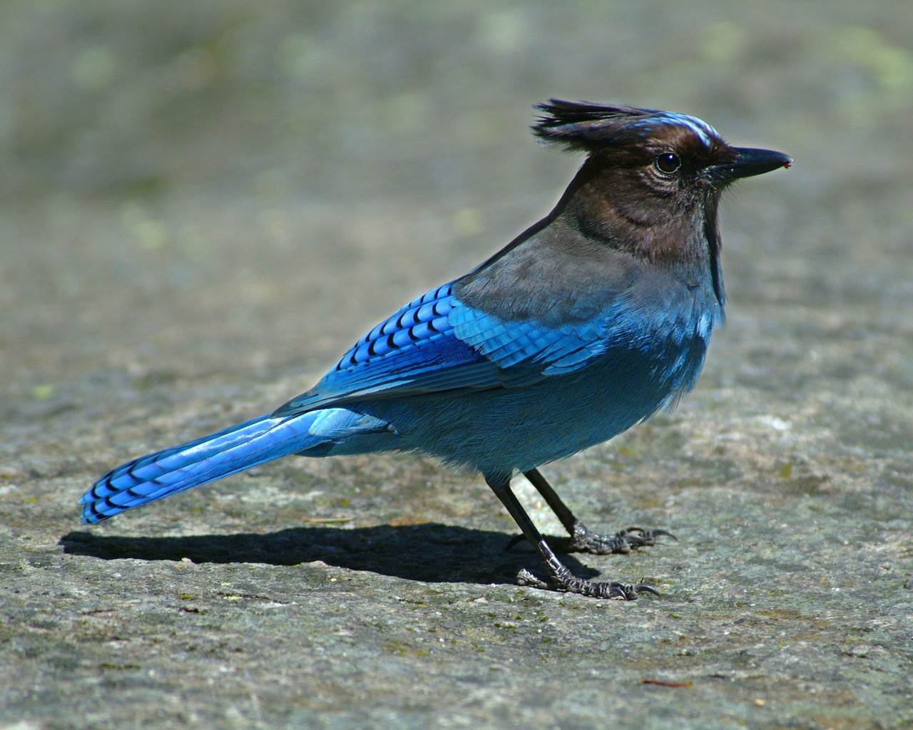 Wild life: Blue jay wallpaper | wild birds