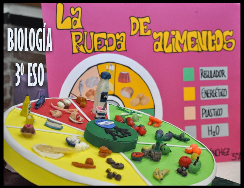 IES MARÍA DE CÓRDOBA: LA RUEDA DE ALIMENTOS. 3º ESO