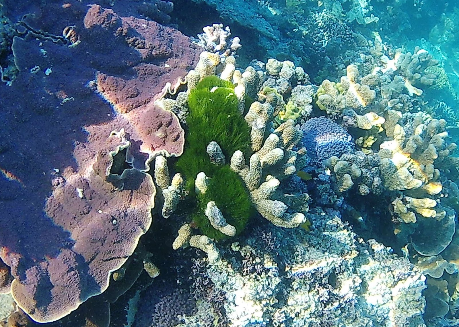 Dreamtime Sail: Great Barrier Reef hopping, first stop Fitzroy Reef