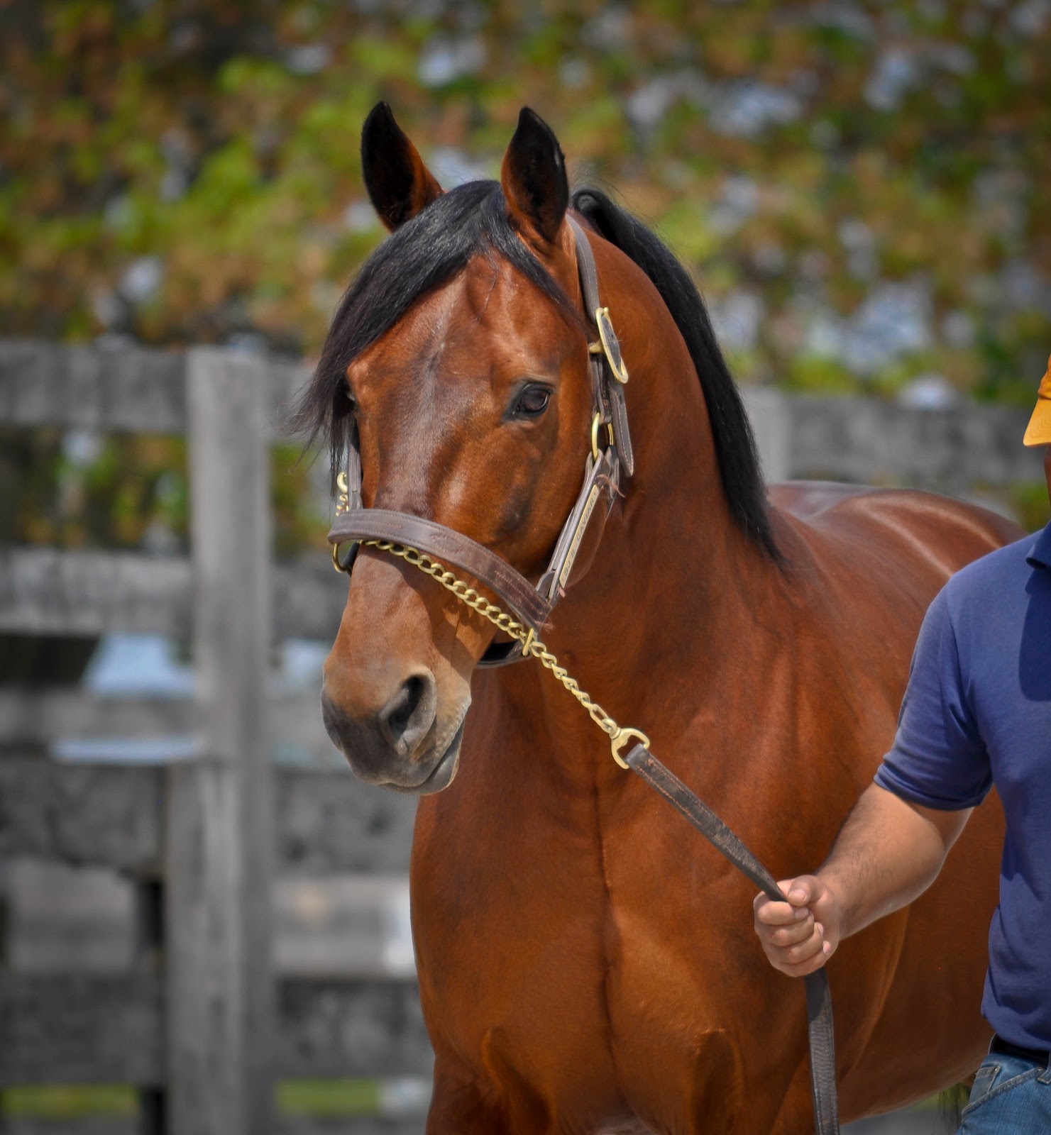 . Sarafina Photography: Standardbred Horses at Hanover Shoe Farms ...