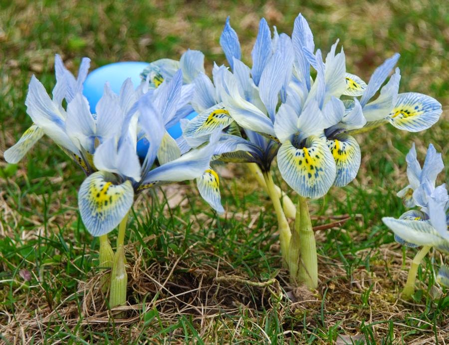 Wife, Mother, Gardener: An Egg Hunt and our Bunny...