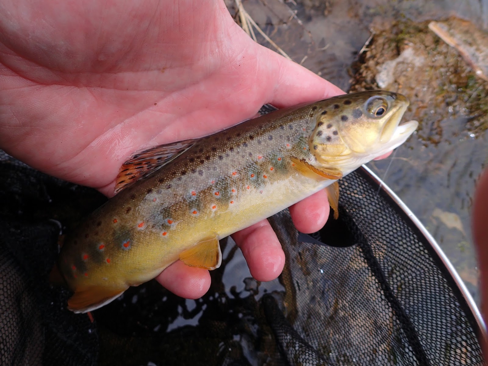 Teton Tenkara: Small Stream Tenkara - April 4, 2018