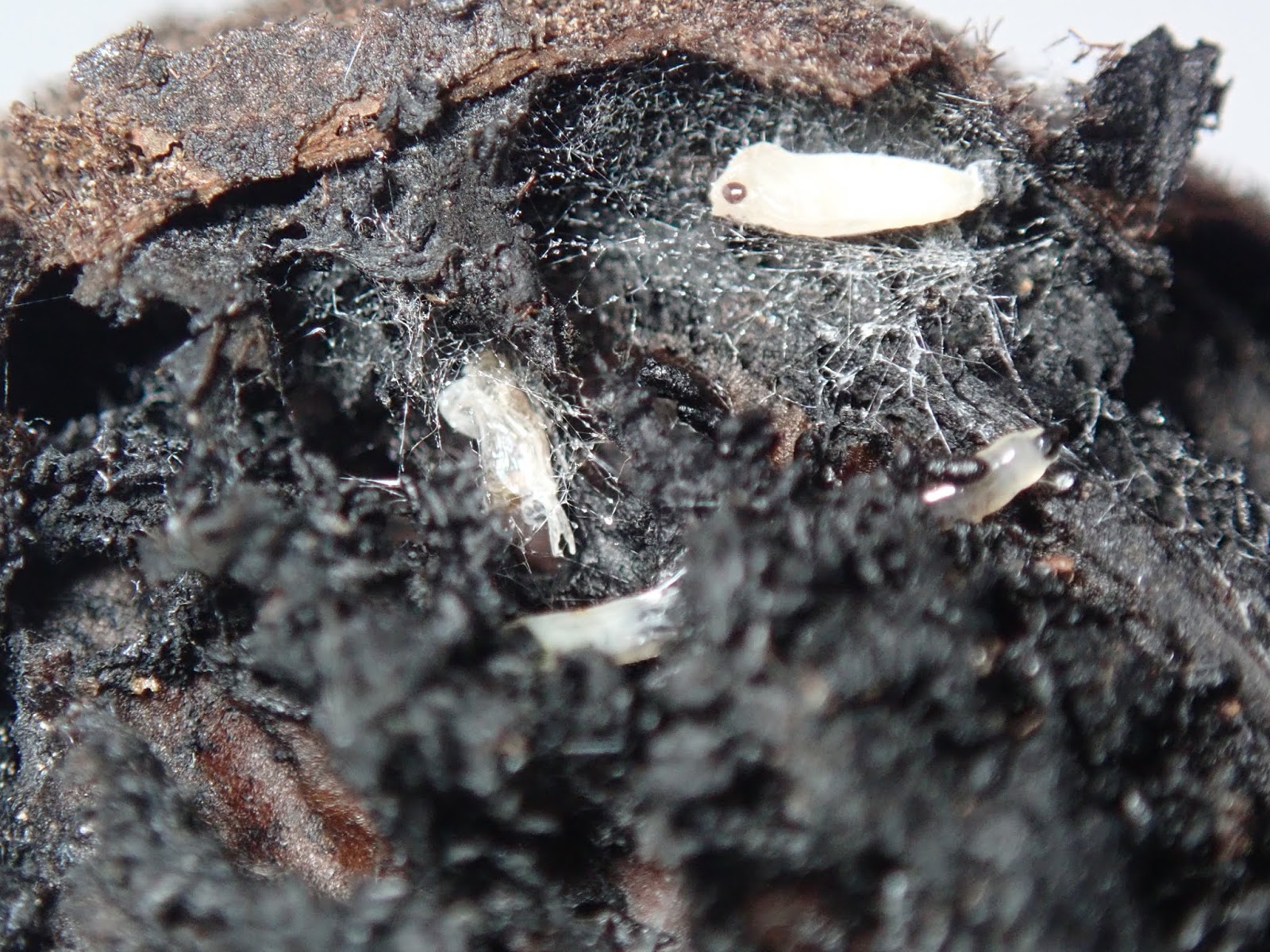 Springfield Plateau: Fungus Gnat on Butternut.