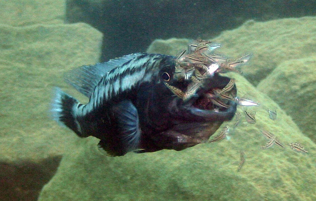 ...ruessbrugg retour ond es bizzli meh...: Malawi - Fische im Lake Malawi