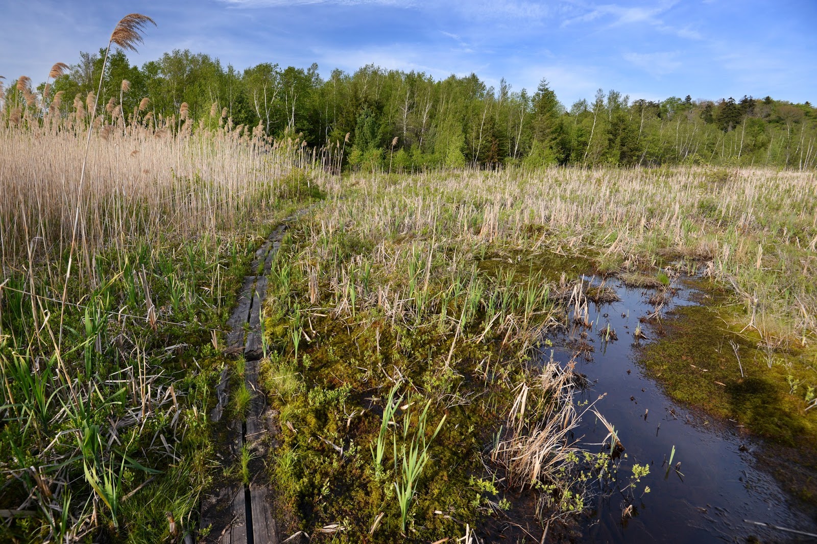 Northeast Adventures: Washington Mountain Marsh Trail