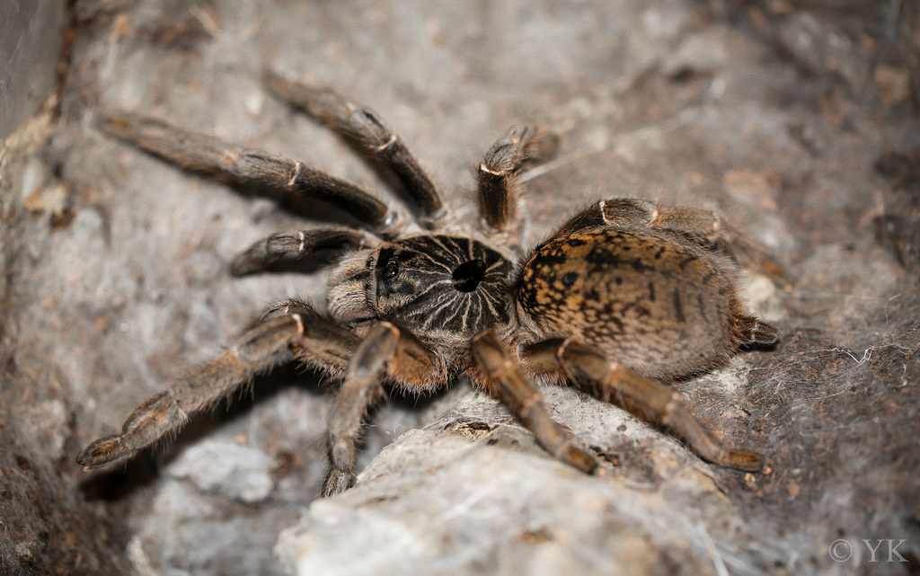 Ceratogyrus ~ Dunia Tarantula