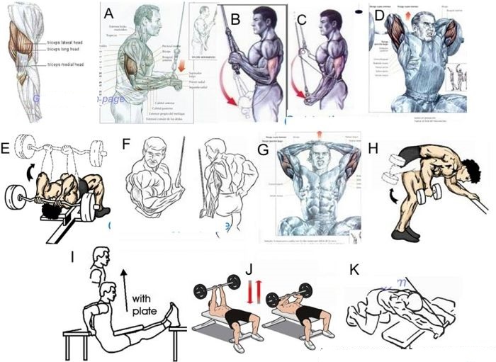 Best Exercises For Triceps Size ~ multiple fitness