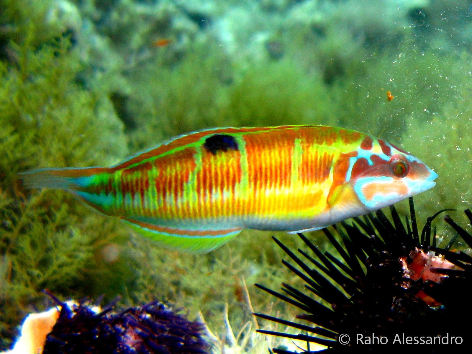 Necton e Plancton: Pesci: Donzella