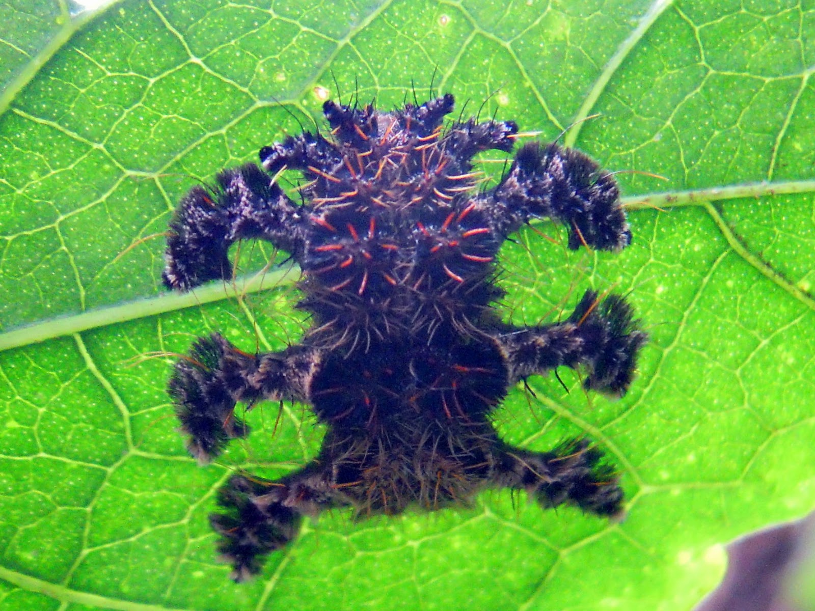 Lepidóptera 10º Norte: Phobetron hipparchia