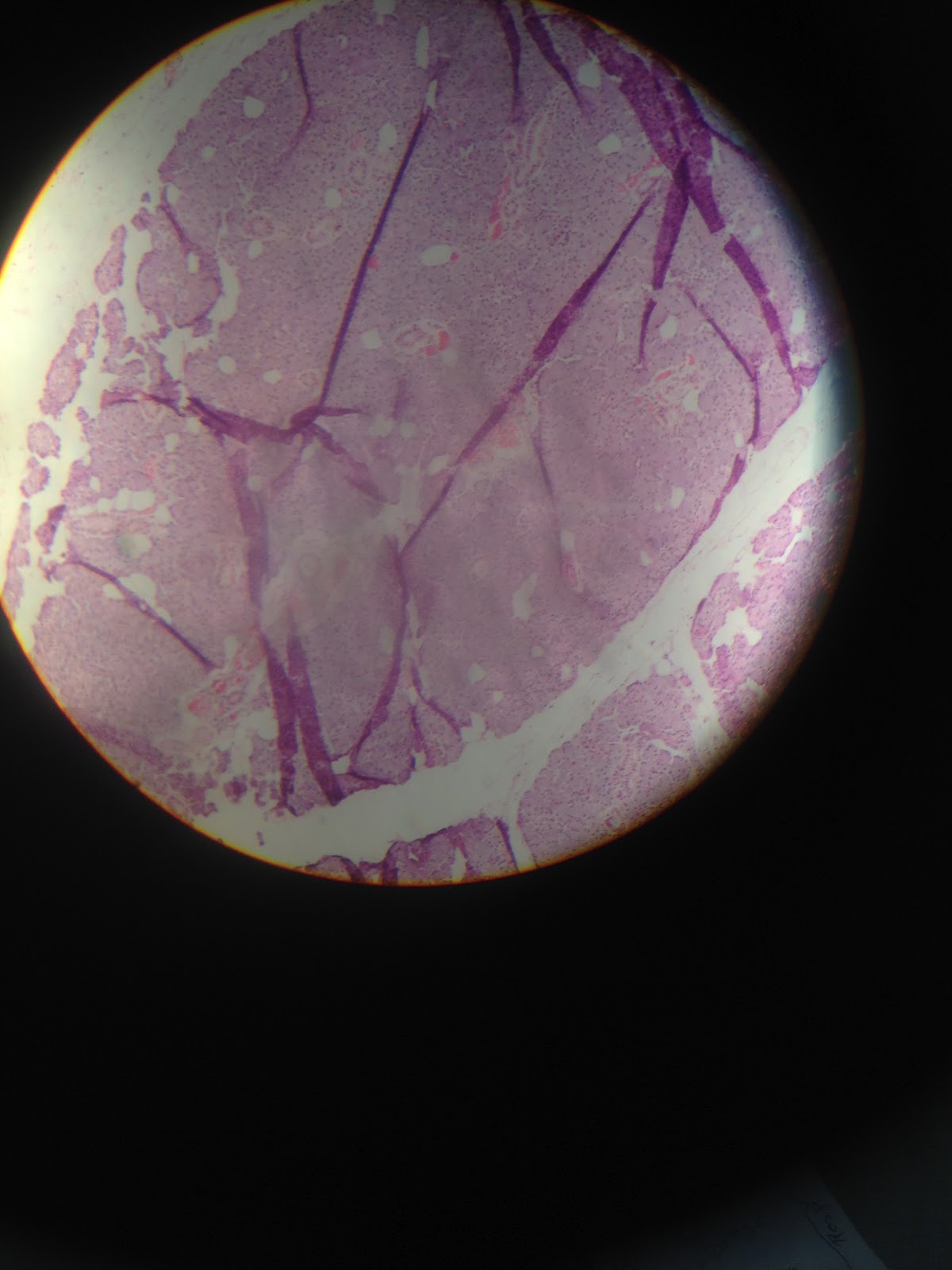 atlas de histología: GLÁNDULAS