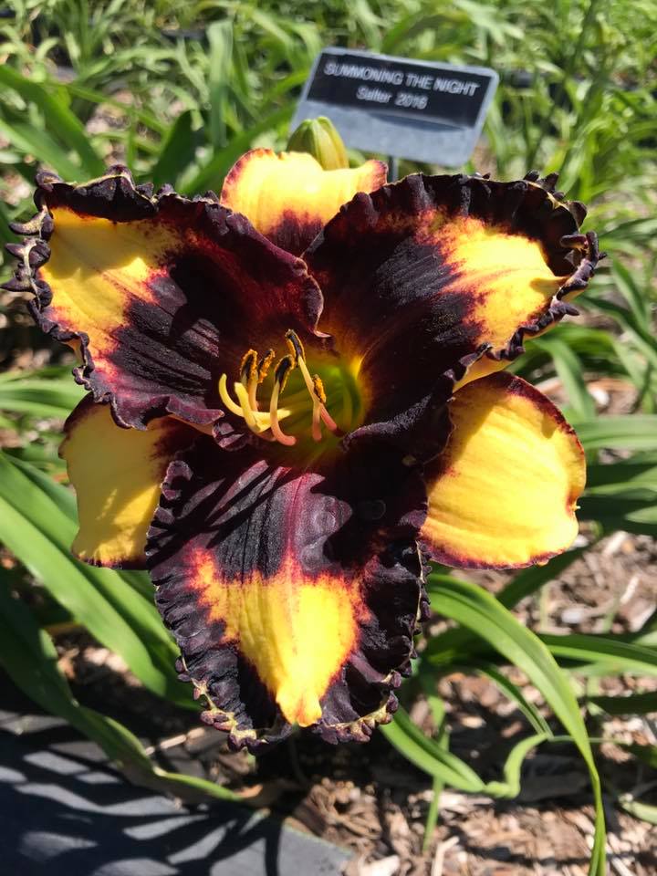 Lewis Daylily Garden: Dark Eyed Daylilies.