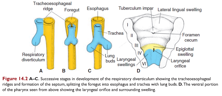 Embriologi Sistem Respirasi
