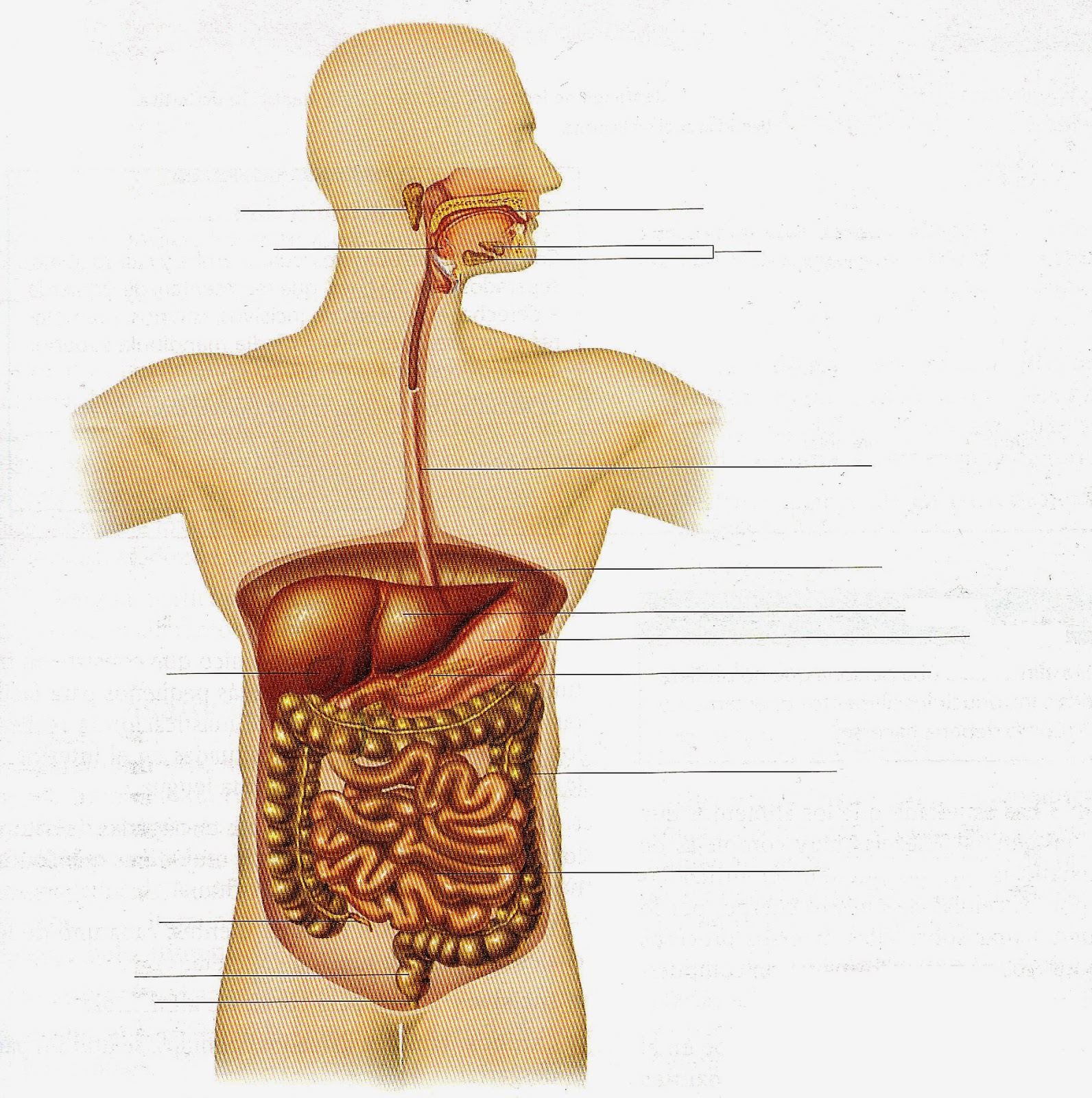The Human Body Worksheet 2 A the-human-body-worksheet-2-a
