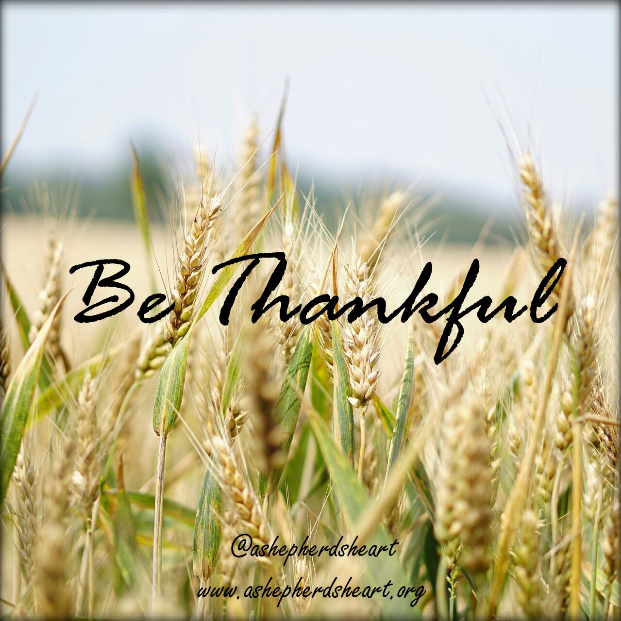 A Shepherd's Heart: Thinking about Thanksgiving...in the day-to-day