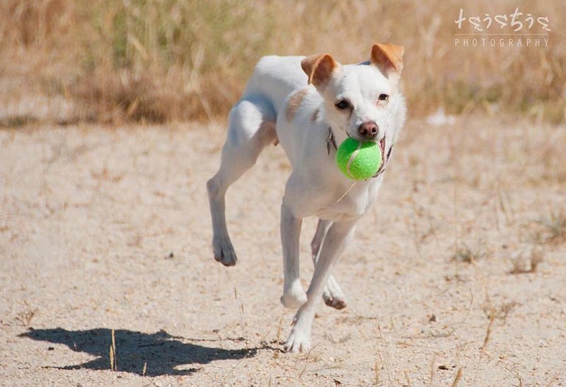 NOBLE GALGO: HARU - mestiza de bodeguero de 8 meses - Madrid - Urgente!!!!