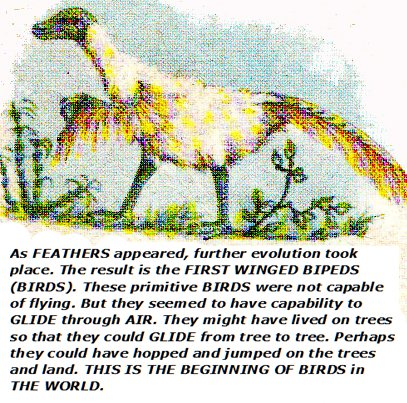 Ramvaidyblog: EVOLUTION OF BIRDS-HOW BIRDS BEGAN?