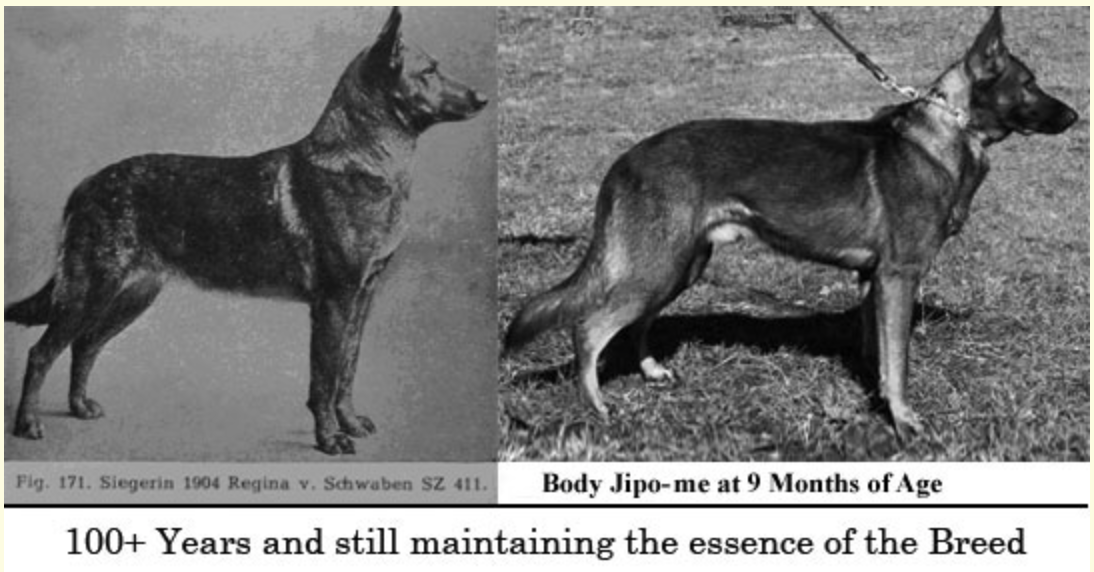 Pedigree Dogs Exposed - The Blog: German Shepherds - have they seen the ...