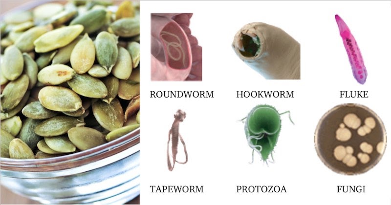 Health Discuss: How To Eat Pumpkin Seeds To Kill Intestinal Parasites ...