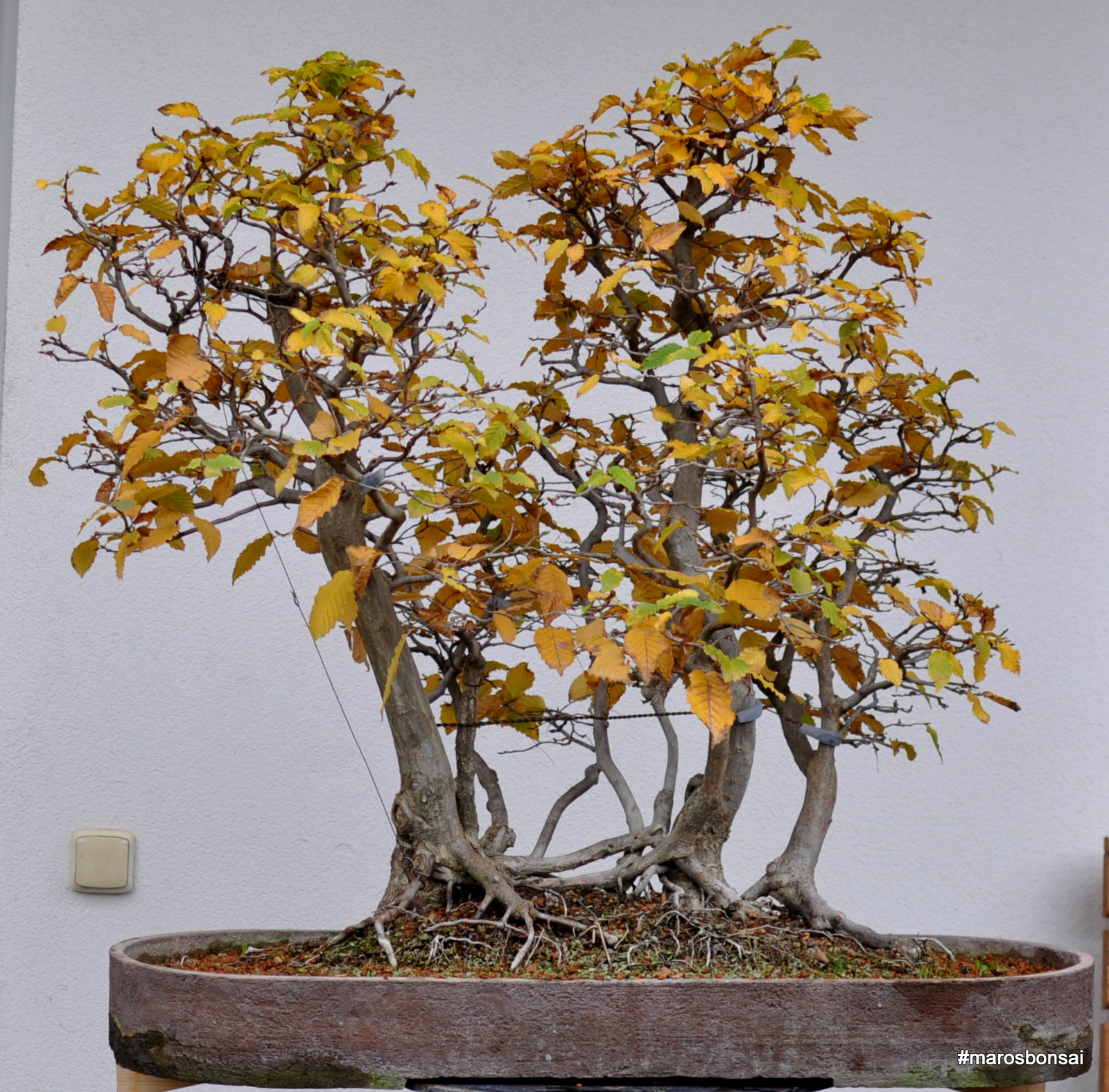 Maros Bonsai Blog: Carpinus betulus "Vincent's forest" in autumn colors