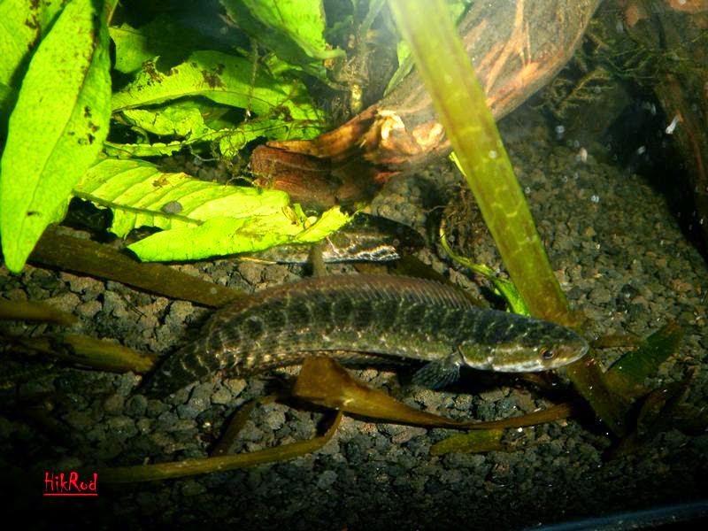 Mahamaya Hiko: Channa Bankanensis "Bangka snakehead" Profil dan cara ...